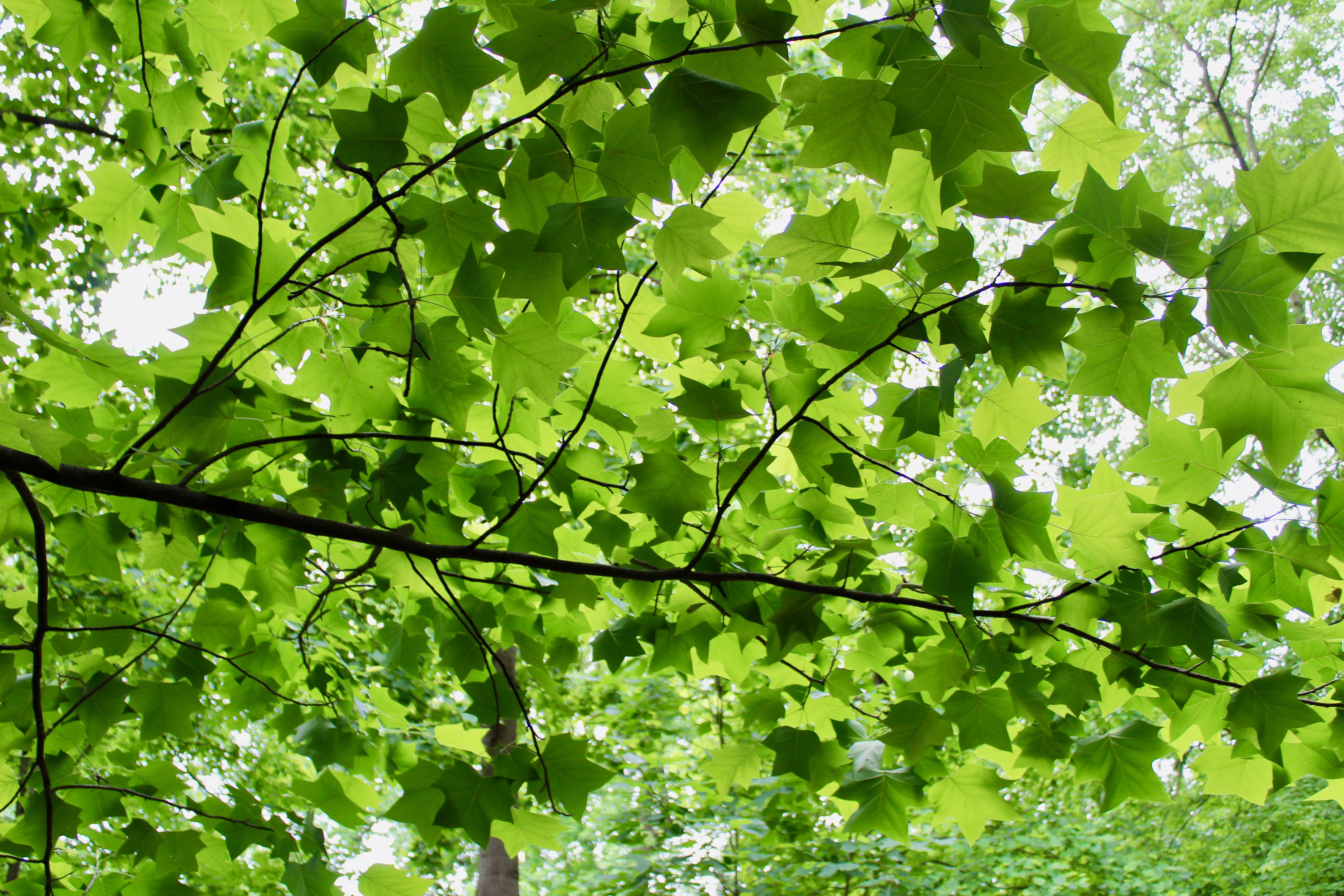 Telling Time In Tree Leaves – Prudent Graces